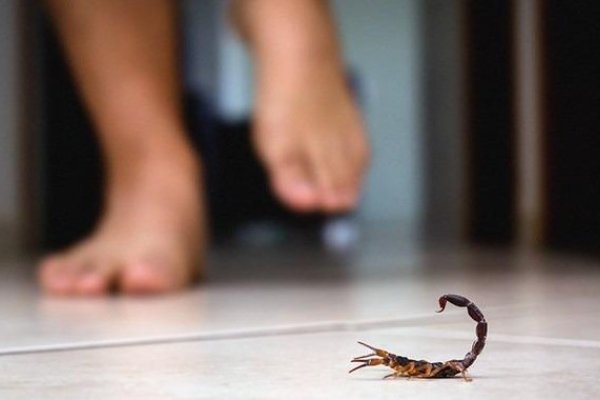 Alacranismo: qué hacer si nos pica un alacrán | Rafaela Noticias